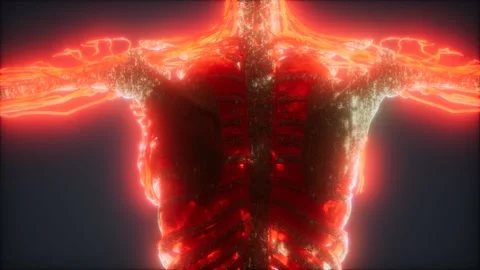 Colorful Human Body animation showing bo... | Stock Video | Pond5