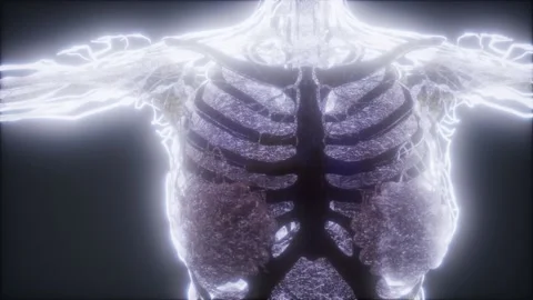 Human Body Animation Stock Footage ~ Royalty Free Stock Videos | Pond5