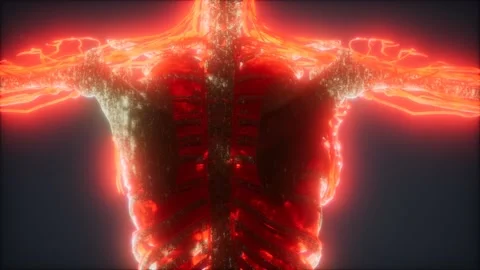 Colorful Human Body animation showing bo... | Stock Video | Pond5