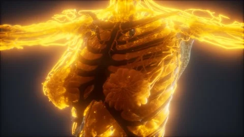 Colorful Human Body animation showing bo... | Stock Video | Pond5