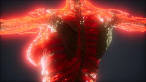 Colorful Human Body animation showing bo... | Stock Video | Pond5