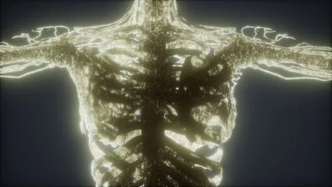 Colorful Human Body animation showing bo... | Stock Video | Pond5