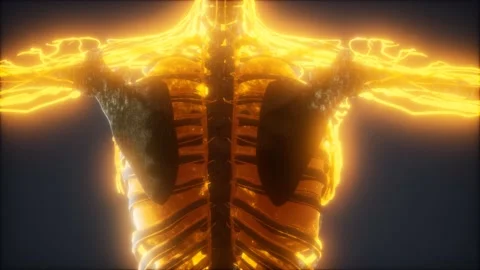 Colorful Human Body animation showing bo... | Stock Video | Pond5