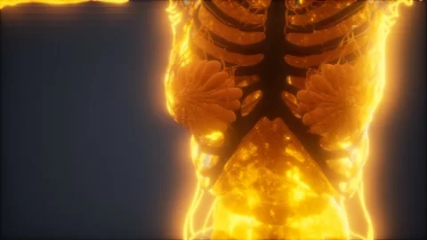 Colorful Human Body animation showing bo... | Stock Video | Pond5