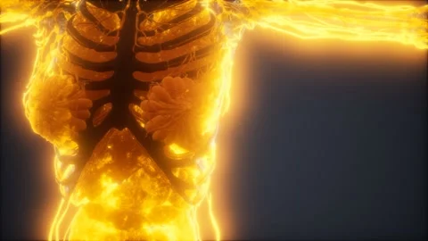 Colorful Human Body animation showing bo... | Stock Video | Pond5