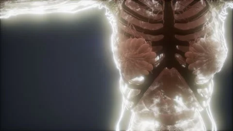Colorful Human Body animation showing bo... | Stock Video | Pond5