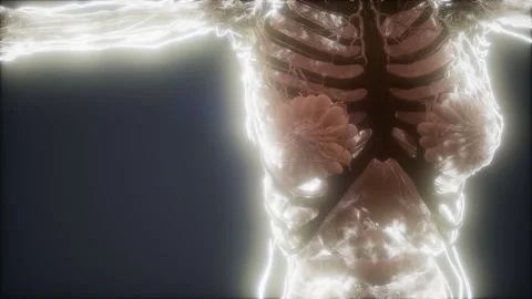 Colorful Human Body animation showing bo... | Stock Video | Pond5