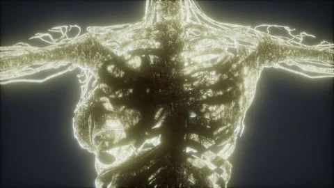 Colorful Human Body animation showing bo... | Stock Video | Pond5