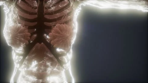 Colorful Human Body animation showing bo... | Stock Video | Pond5