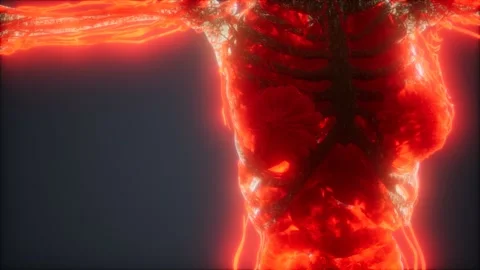 Colorful Human Body animation showing bo... | Stock Video | Pond5