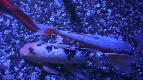 Colorful koi fish or beautiful carp fish... | Stock Video | Pond5