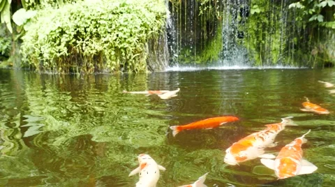 Koi Stock Video Footage | Royalty Free Koi Videos | Pond5