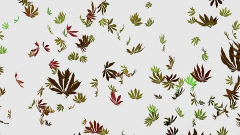 Colorful Marijuana leaves falling down a... | Stock Video | Pond5