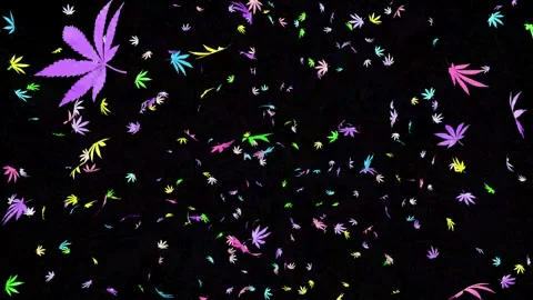 Colorful Marijuana leaves fly on a black... | Stock Video | Pond5