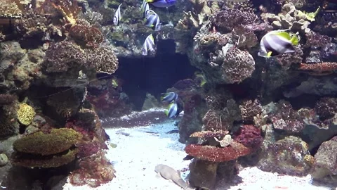 Colorful marine life dance in lively aqu... | Stock Video | Pond5