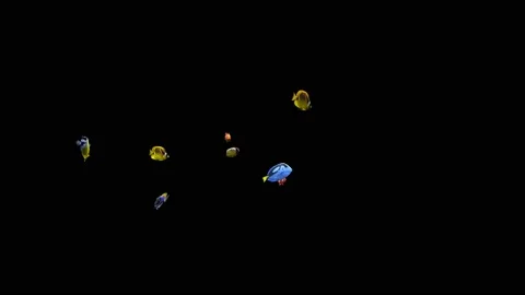 Fish Alpha Stock Footage ~ Royalty Free Stock Videos | Pond5