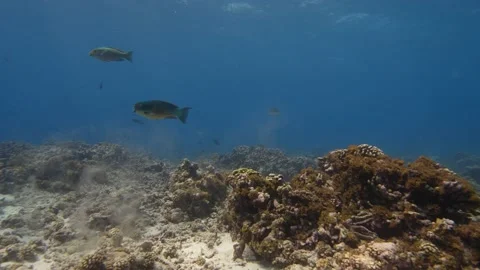 Colorful parrot fish pooping sand on a t... | Stock Video | Pond5