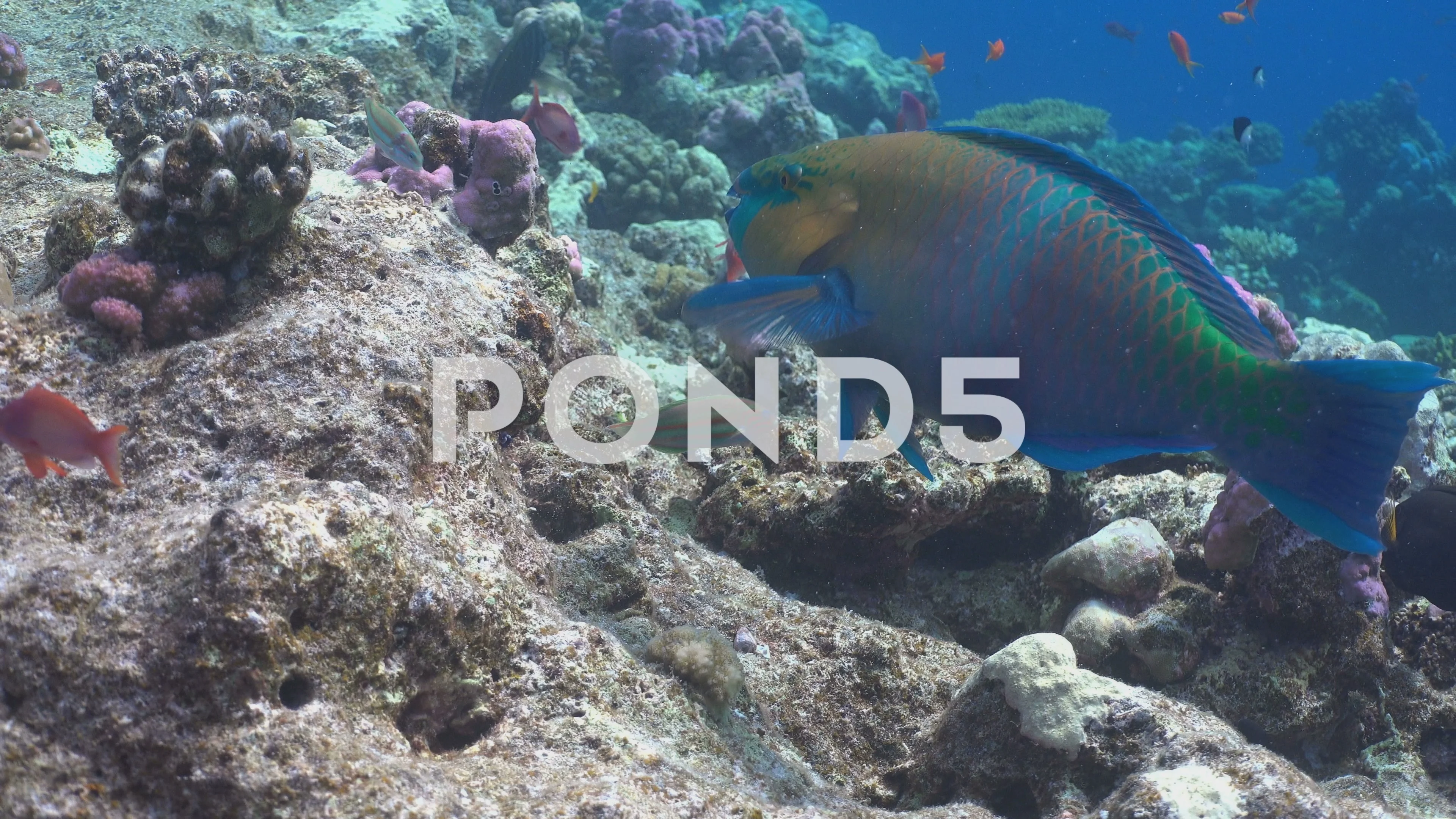 Humphead Parrotfish Eating Rock
