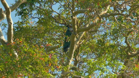 Peacock Song S Stock Videos – Royalty-Free HD & 4K Videos | Pond5