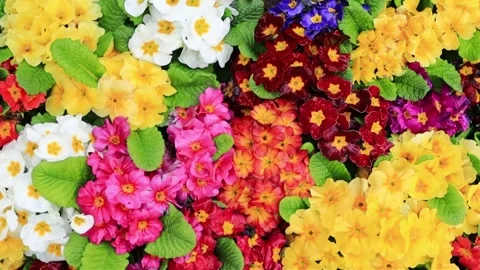 Colorful primrose flowers top view, spri... | Stock Video | Pond5