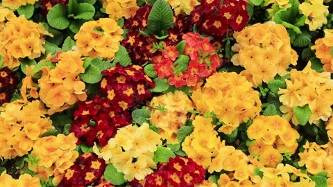Colorful primrose flowers top view, spri... | Stock Video | Pond5