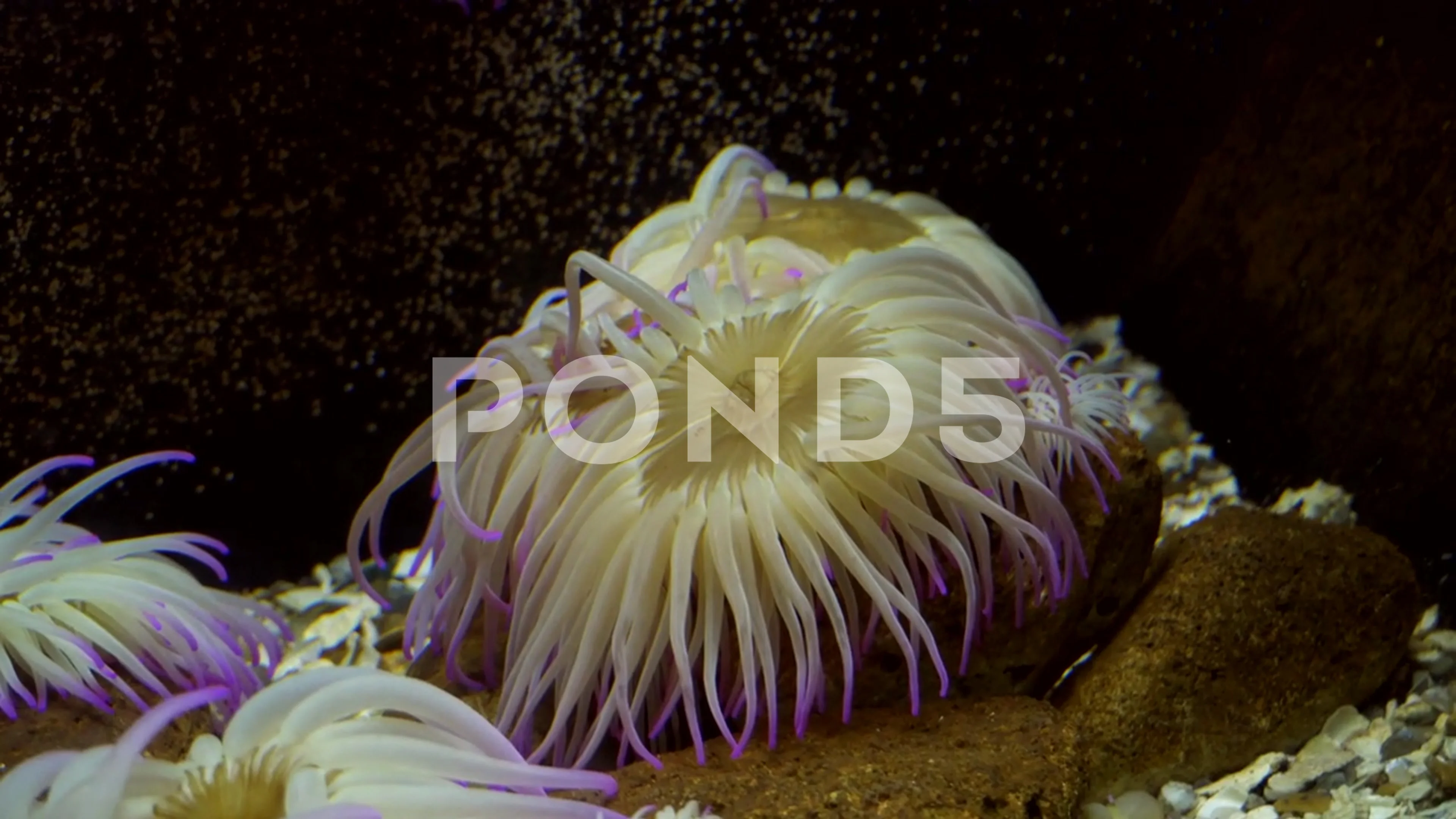 Colorful Sea Anemones