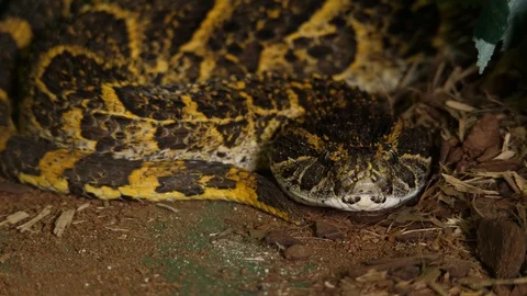 Puff Adder Stock Videos – Royalty-Free HD & 4K Videos