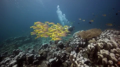 Colorful striped snapper fish on a tropi... | Stock Video | Pond5