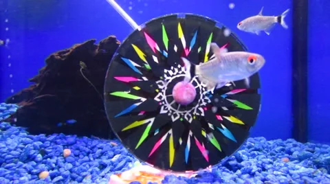 Colorful Wheel in Aquarium as Tetra Fish... | Stock Video | Pond5