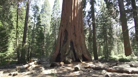 Colossal Giant Tree (Sequoiadendron giga... | Stock Video | Pond5