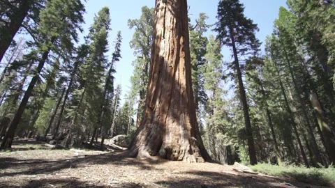 Colossal Giant Tree (Sequoiadendron giga... | Stock Video | Pond5