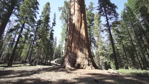 Colossal Giant Tree (Sequoiadendron giga... | Stock Video | Pond5