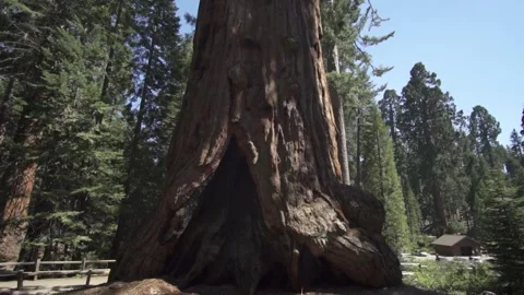 Colossal Giant Tree (Sequoiadendron giga... | Stock Video | Pond5