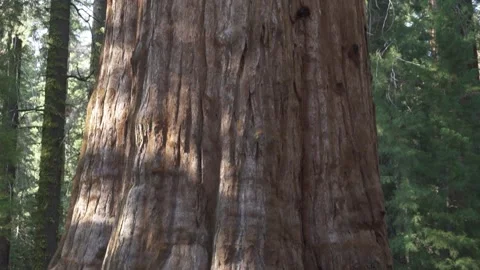 Colossal Giant Tree (Sequoiadendron giga... | Stock Video | Pond5