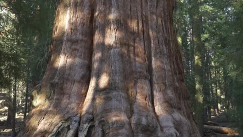 Colossal Giant Tree (Sequoiadendron giga... | Stock Video | Pond5