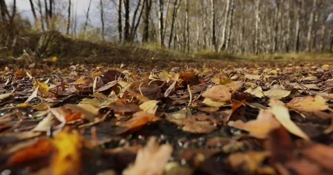 Colourful autumn or fall leaves blowing ... | Stock Video | Pond5