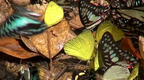 Asian Frenzy 5 Stock Videos – Royalty-Free HD & 4K Videos | Pond5