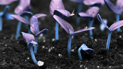 Minimal Plant Stock Video Footage | Royalty Free Minimal Plant Videos ...