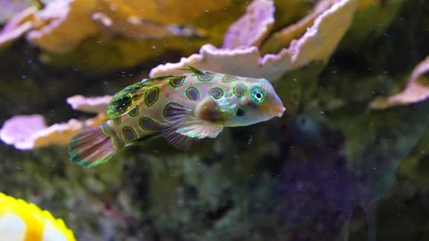 A colourful tropical mandarin fish | Stock Video | Pond5