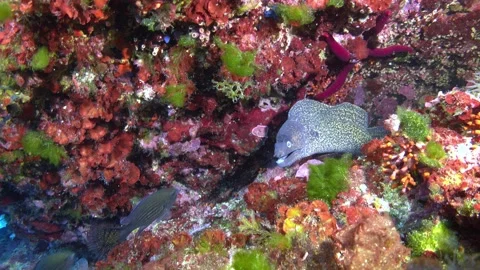 Colourful underwater scene - Moray eel h... | Stock Video | Pond5