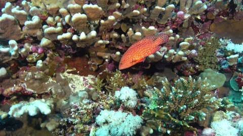 Colourful underwater scene - Red Sea cor... | Stock Video | Pond5