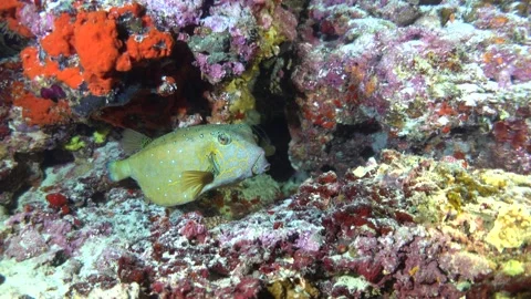 Colourful underwater tamboril fish in a ... | Stock Video | Pond5