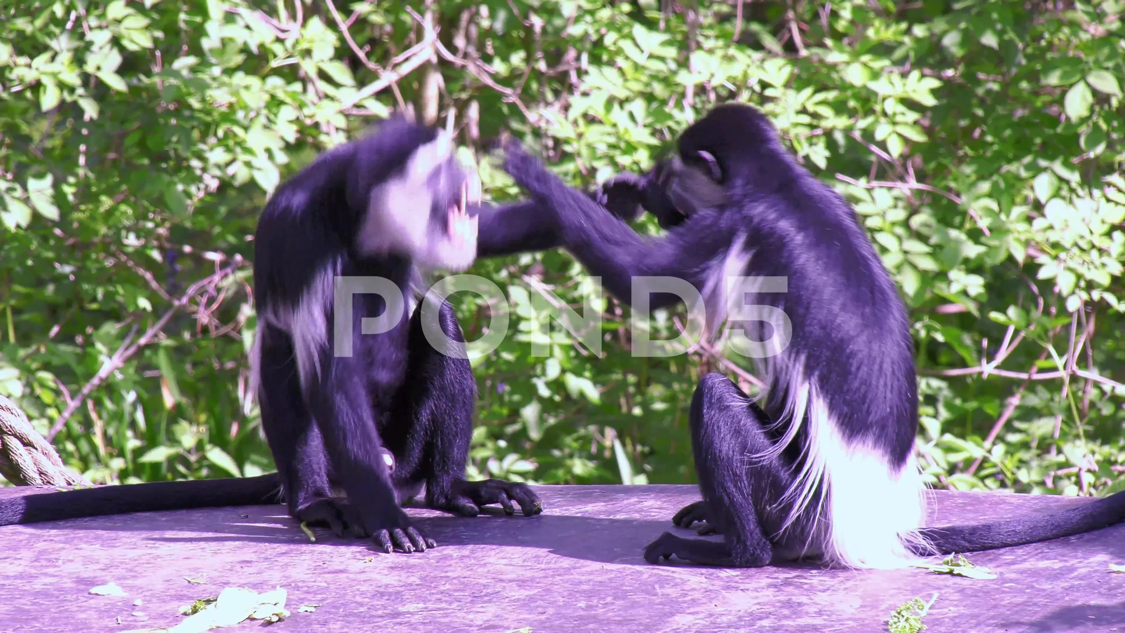 Spider Monkeys Fighting