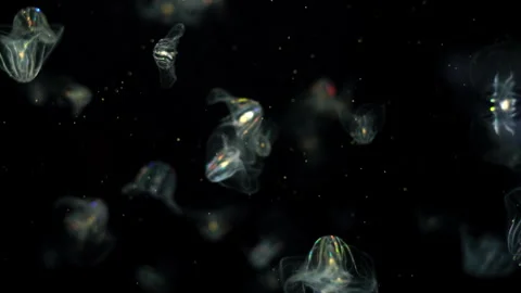 Bioluminescence Stock Video Footage | Royalty Free Bioluminescence ...