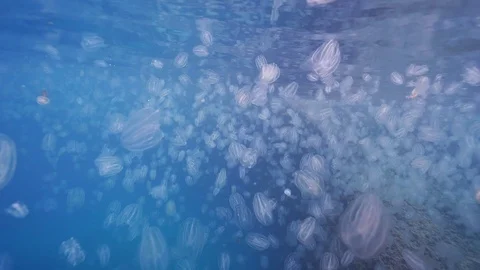 Sea Walnut Stock Video Footage | Royalty Free Sea Walnut Videos | Pond5