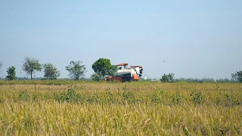 combine harvesting rice crops and flock ... | Stock Video | Pond5