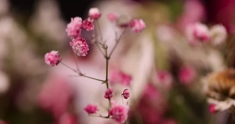 Types Of Flowers Stock Videos – Royalty-Free HD & 4K Videos