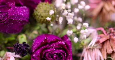 Types Of Flowers Stock Videos – Royalty-Free HD & 4K Videos