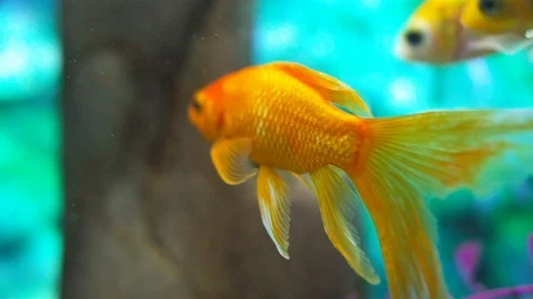 Comet goldfish in aquarium with more fis... | Stock Video | Pond5