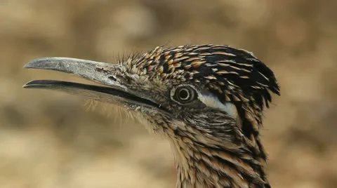 Cartoony Cartoony Stock Videos – Royalty-Free HD & 4K Videos